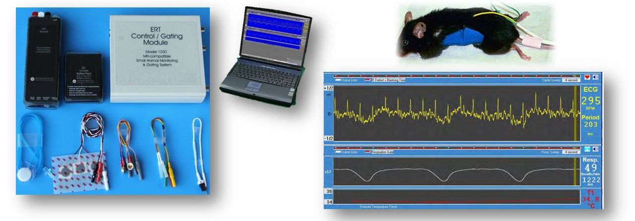 Spinsci@SG 1T preclinical MRI – A One-Stop Solution for Your Scientific ...