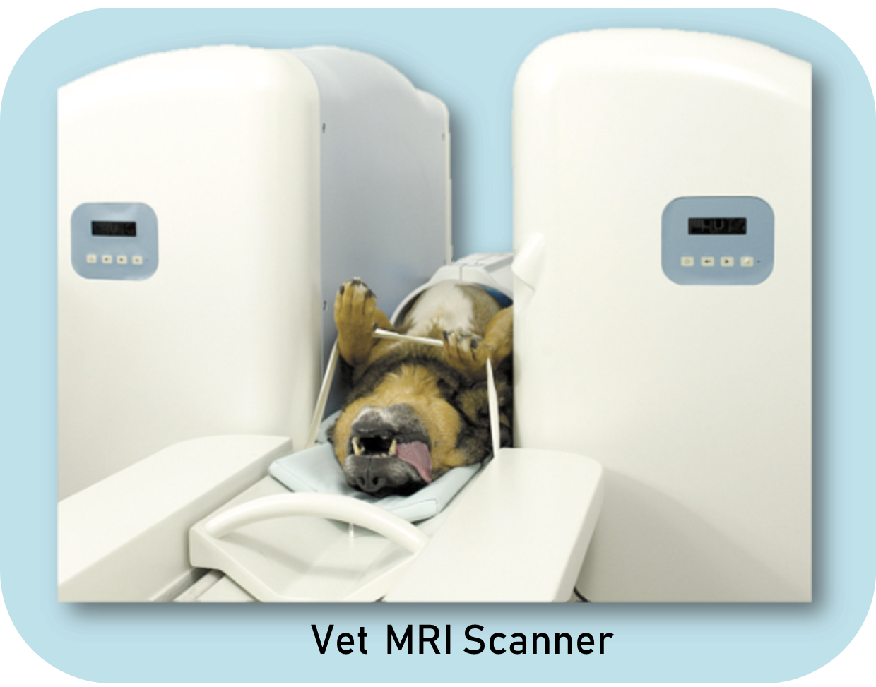0.35T Vet MRI System – Spinsci@SG 1T preclinical MRI